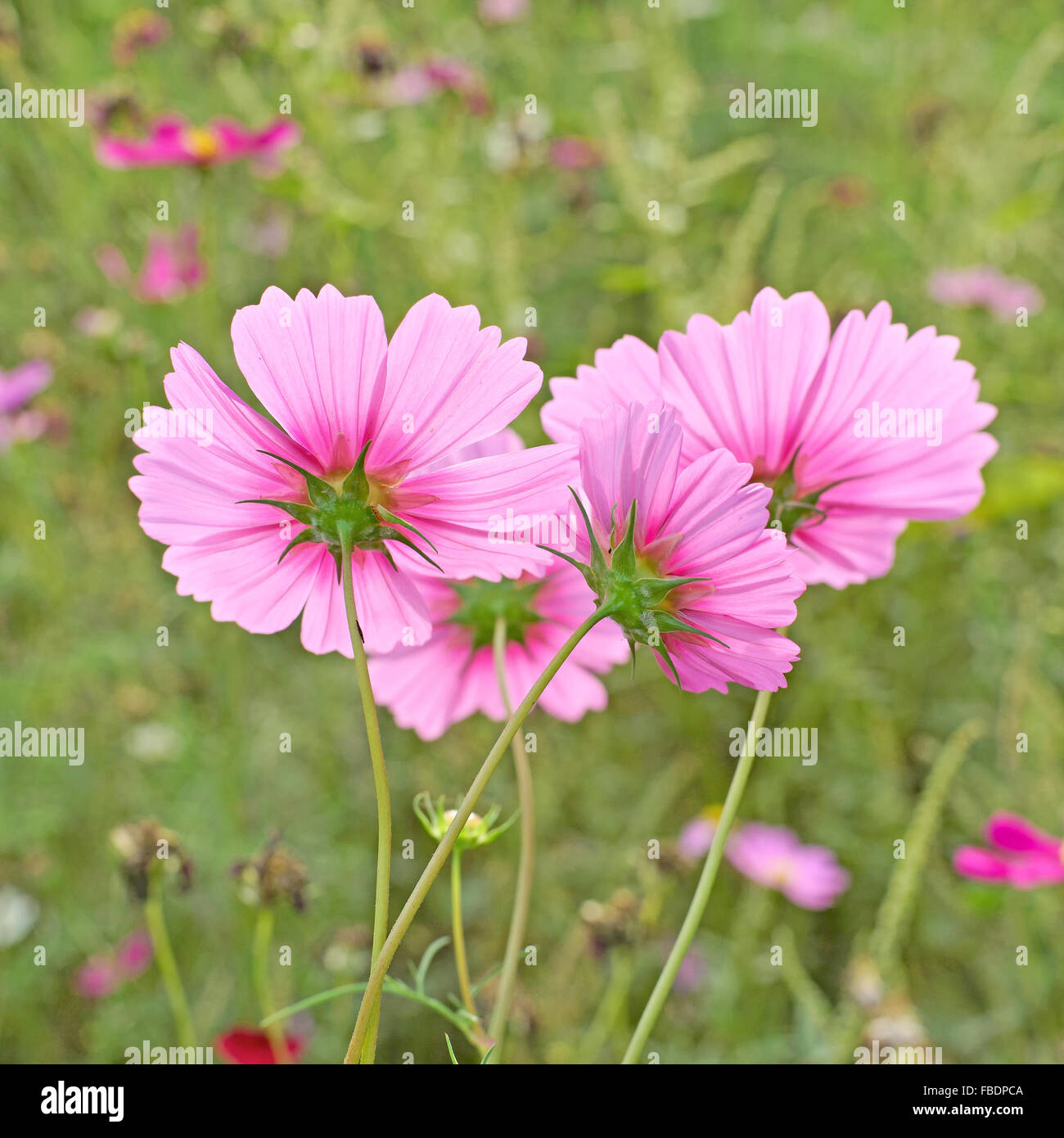 beautiful cosmos flower in the garden Stock Photo - Alamy