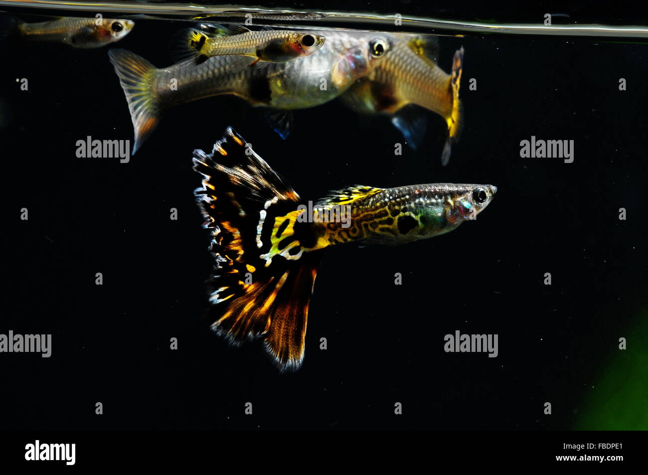 Guppy Multi Colored Fish Stock Photo - Alamy