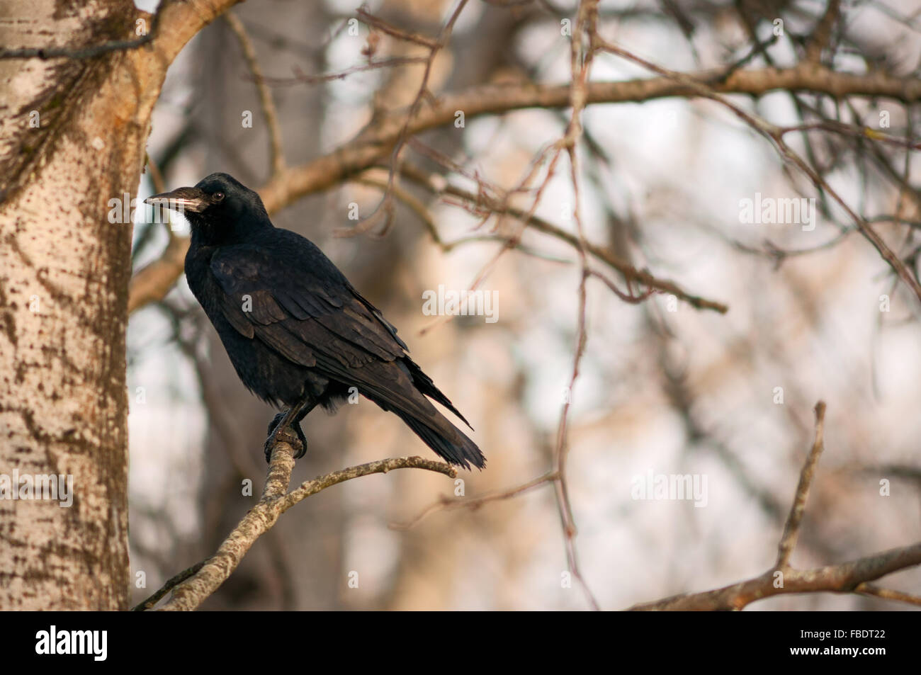 Common raven or Corvus Corax perched in still pose on branch Stock ...