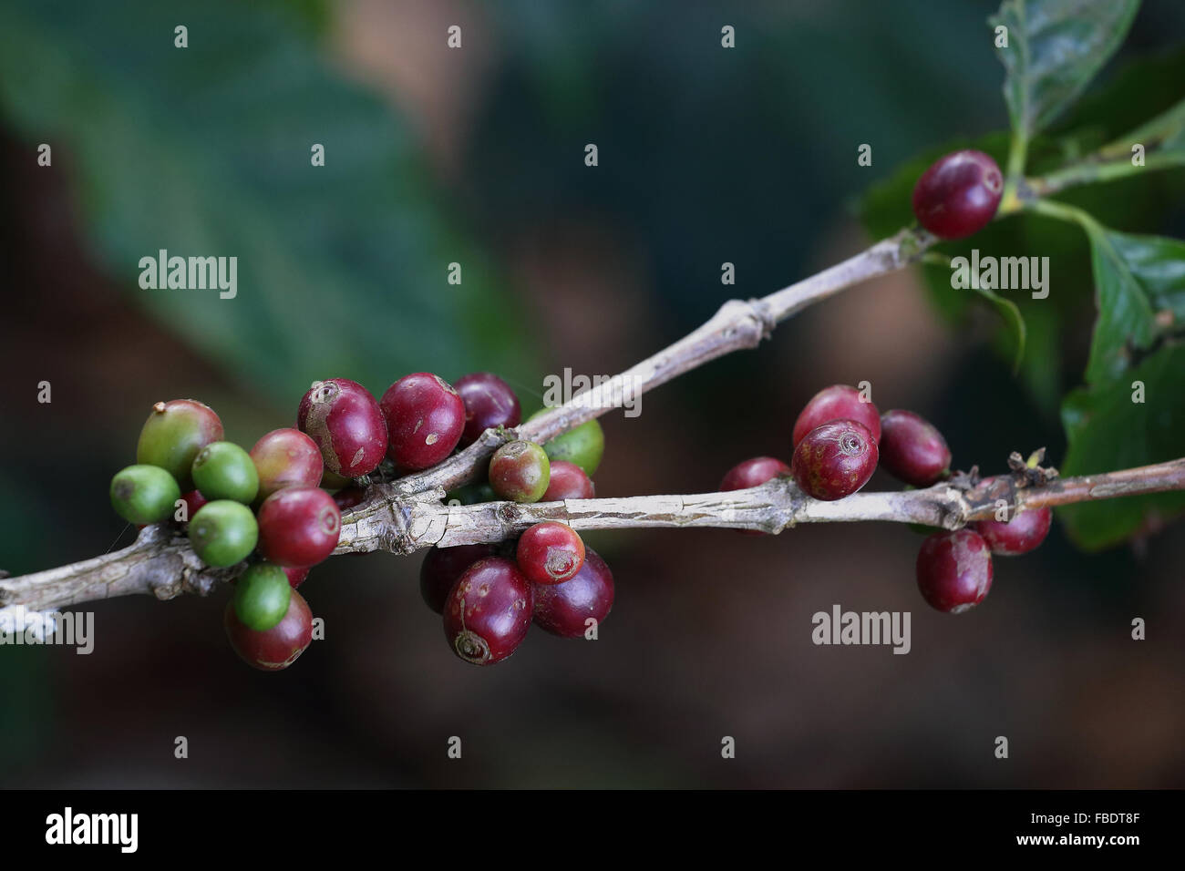 agriculture, arabica, asia, bali, bean, berries, beverage, branch, bush ...