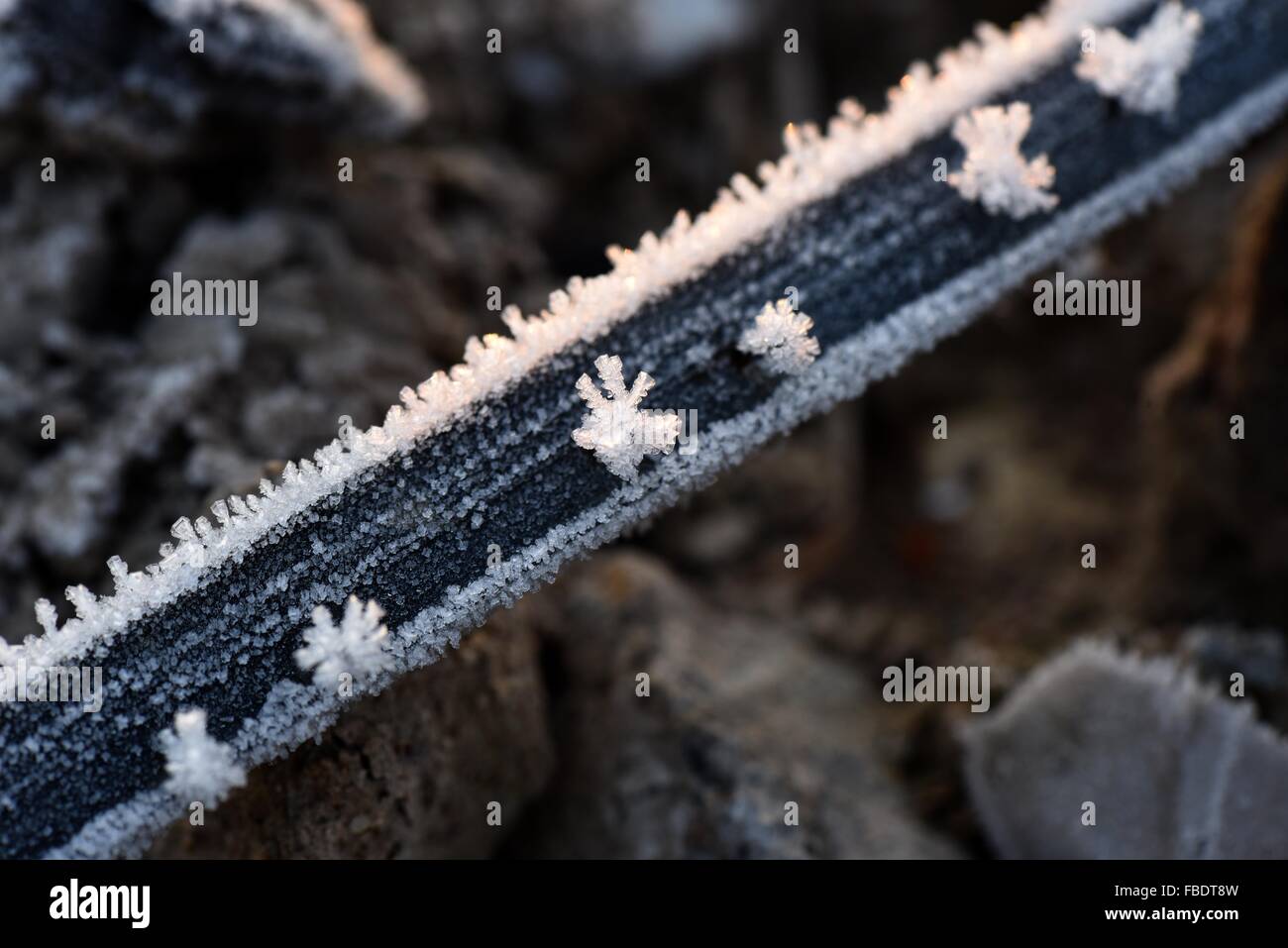 Huai'an, China's Jiangsu Province. 15th Jan, 2016. A tree branch is ...