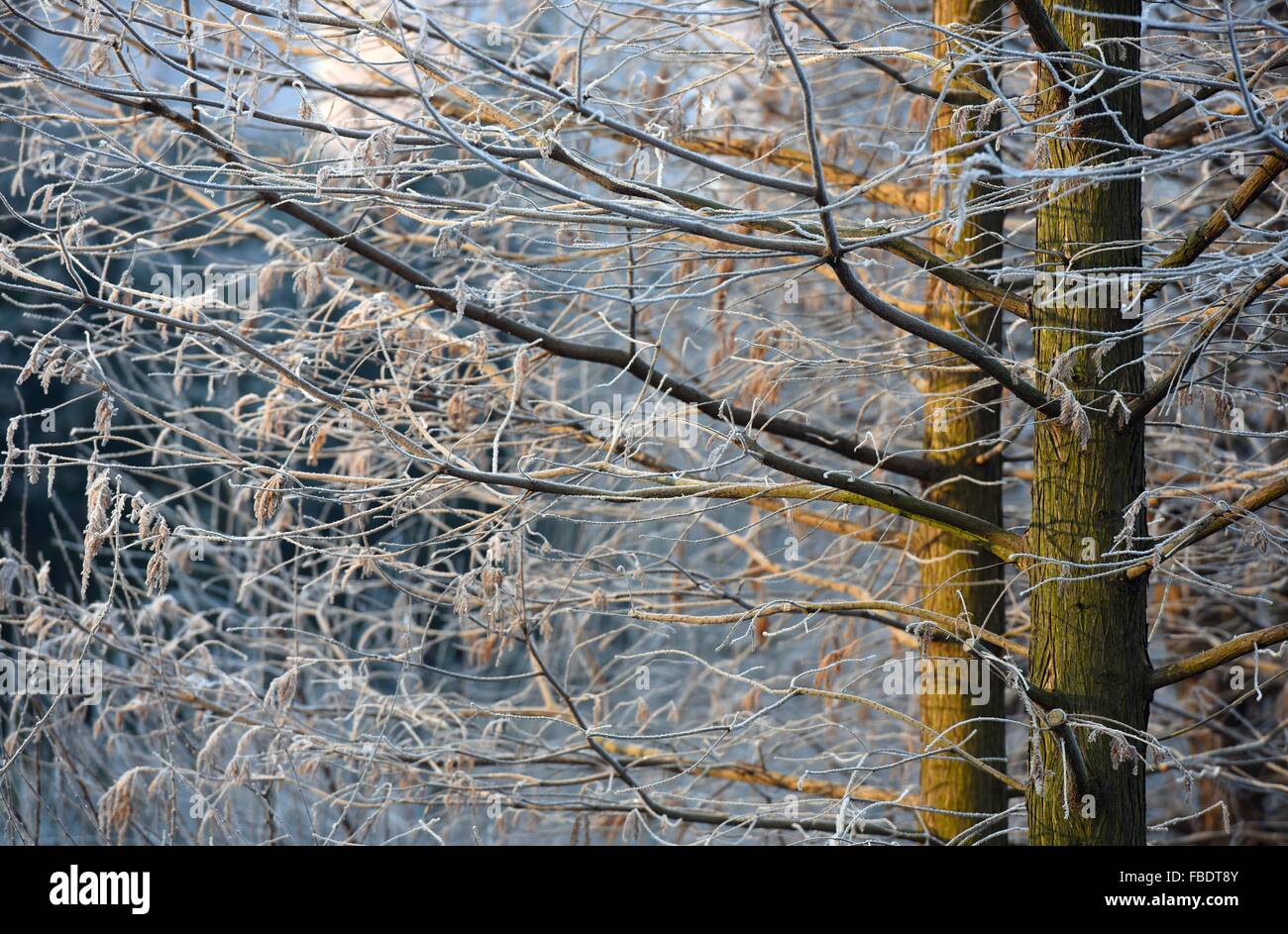 Huai'an. 15th Jan, 2016. Photo taken on Jan. 15, 2016 shows trees with ...