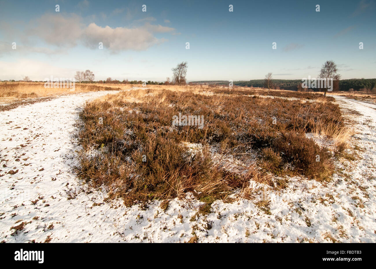 Cannock chase forest hi-res stock photography and images - Alamy
