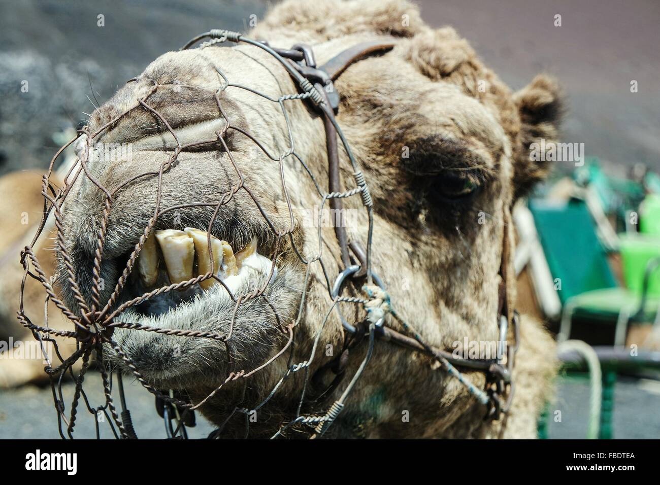 Muzzle part of the body hi-res stock photography and images - Alamy