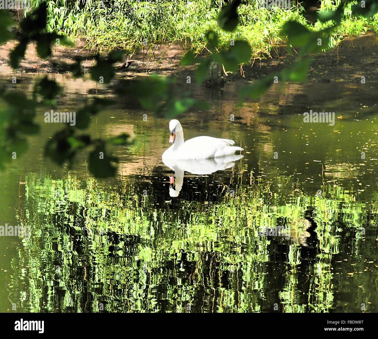 Reflection in water animals hi-res stock photography and images - Alamy