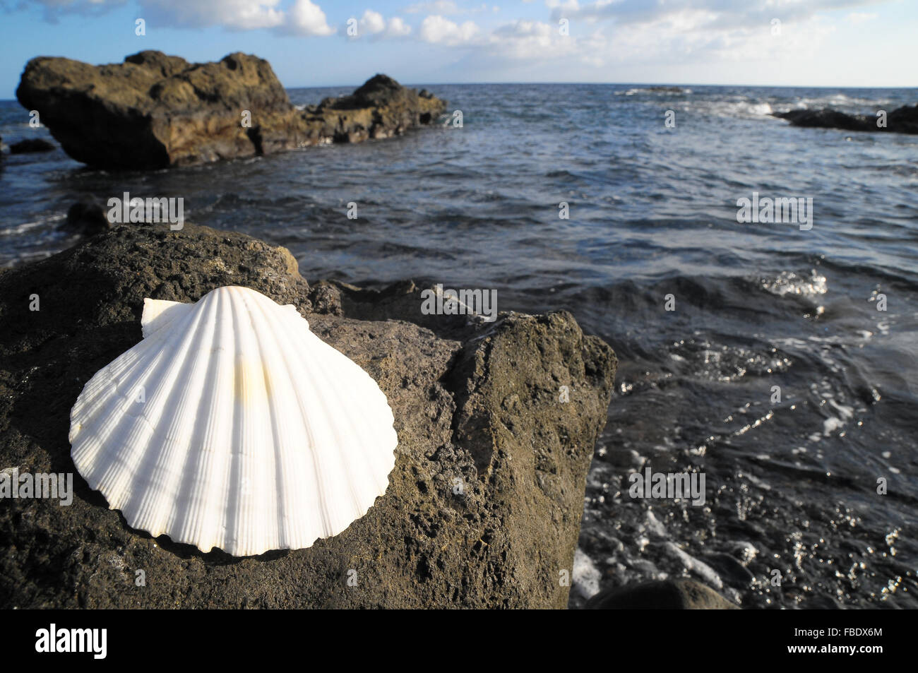 Limestone Sea Shell Stock Photo - Alamy