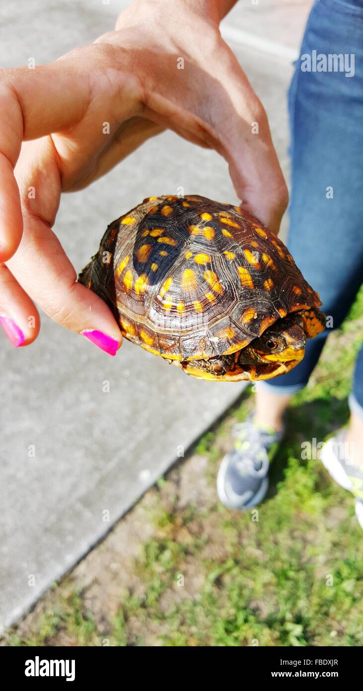 Woman holding turtle hi-res stock photography and images - Alamy