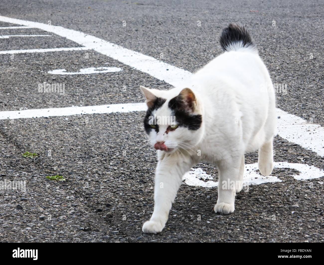 Black cat walking street hi-res stock photography and images - Alamy