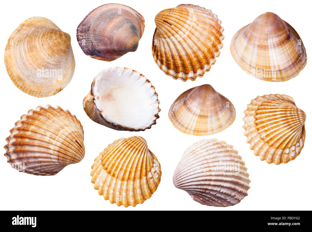 set of clam mollusc shells isolated on white background Stock Photo - Alamy
