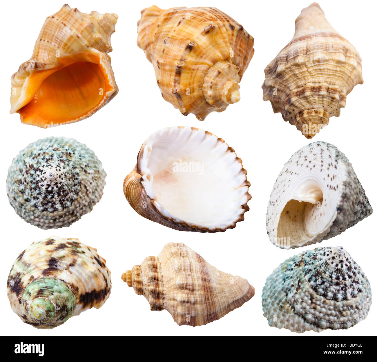 set of spiral shells of sea mollusc snails isolated on white background ...