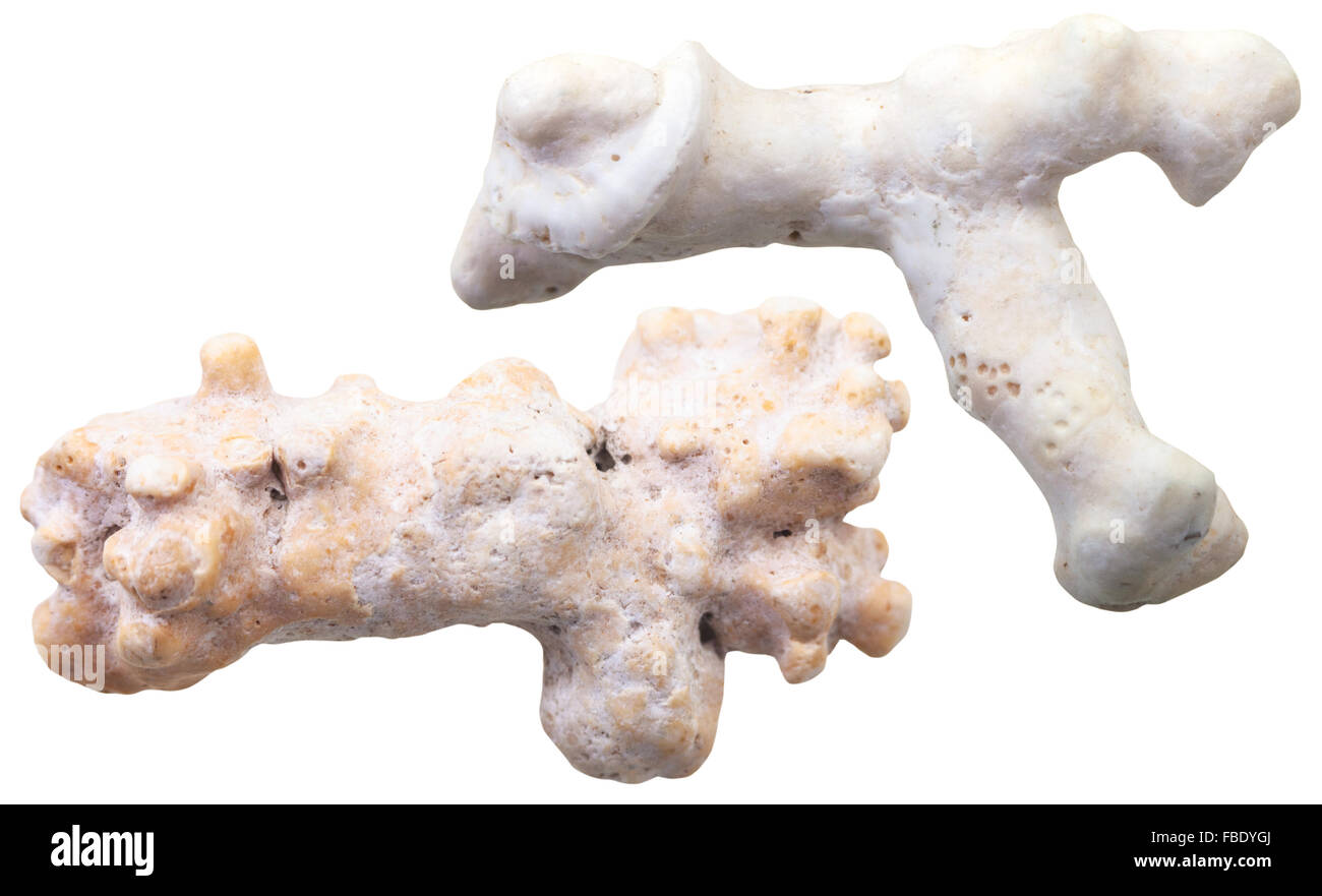 two twigs of coral isolated on white background Stock Photo - Alamy