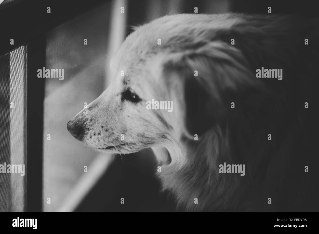 Close-Up Of A Dog Looking Through Window Stock Photo - Alamy