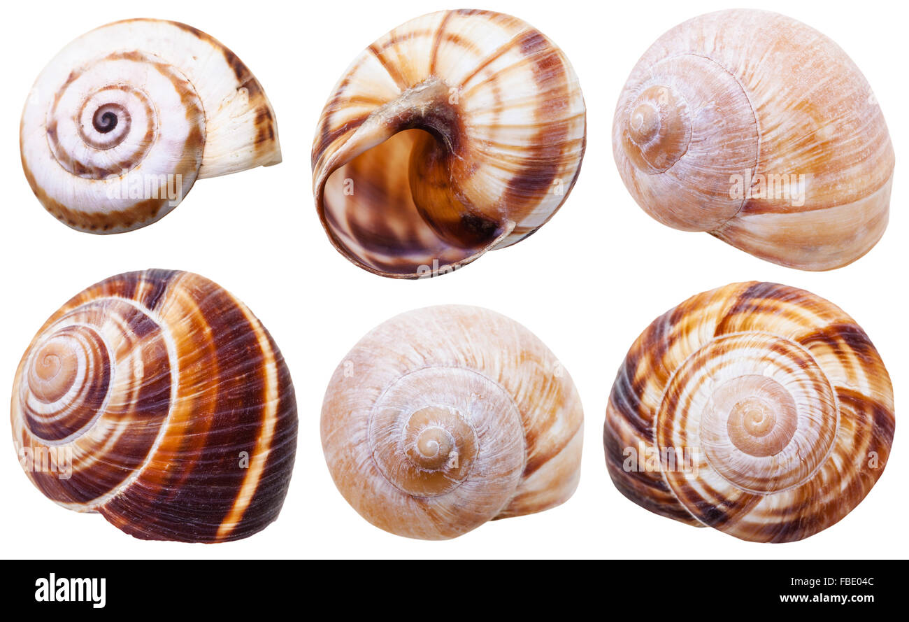 set of spiral mollusc shells of land snails isolated on white ...