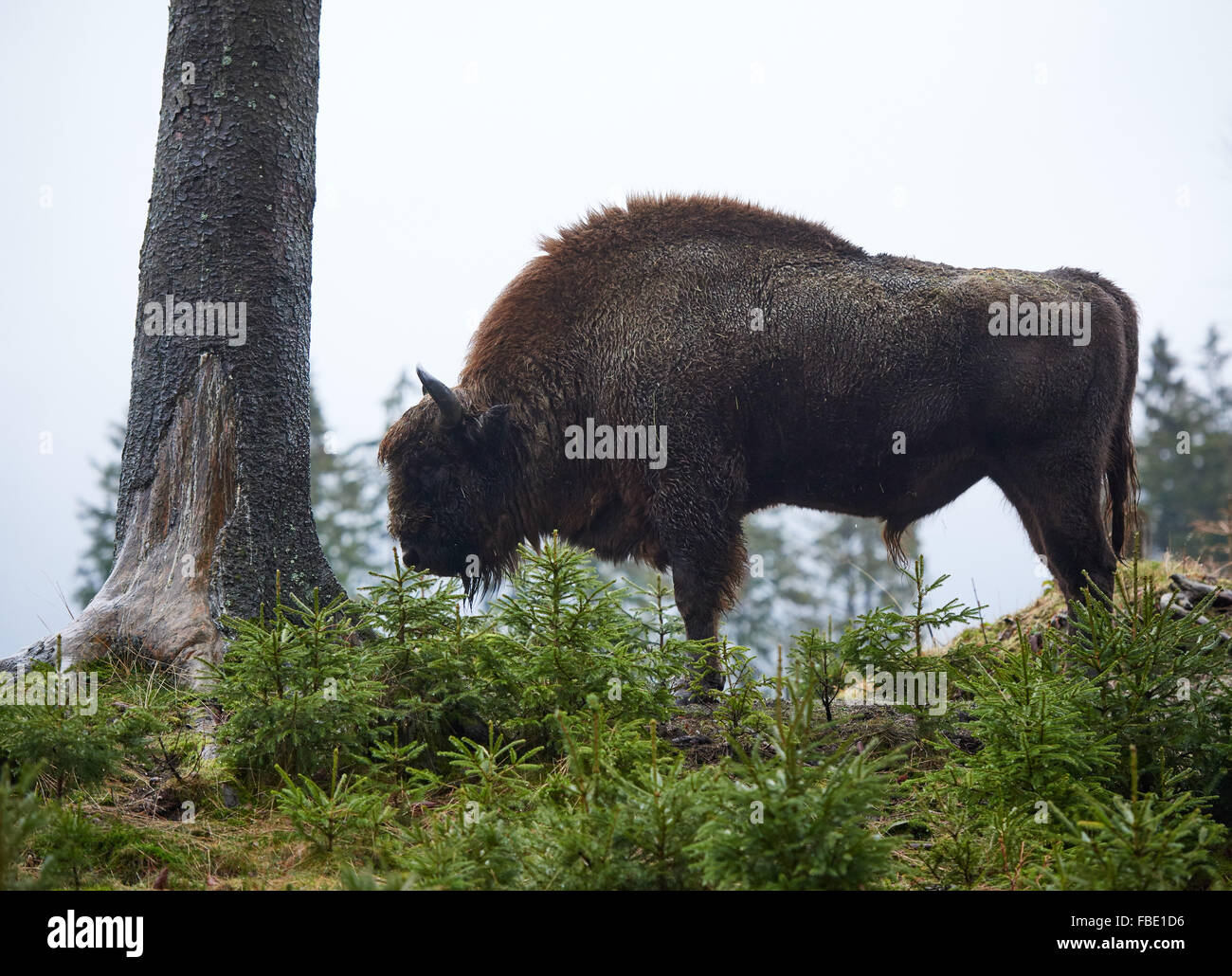 Wisent berleburg hi-res stock photography and images - Alamy