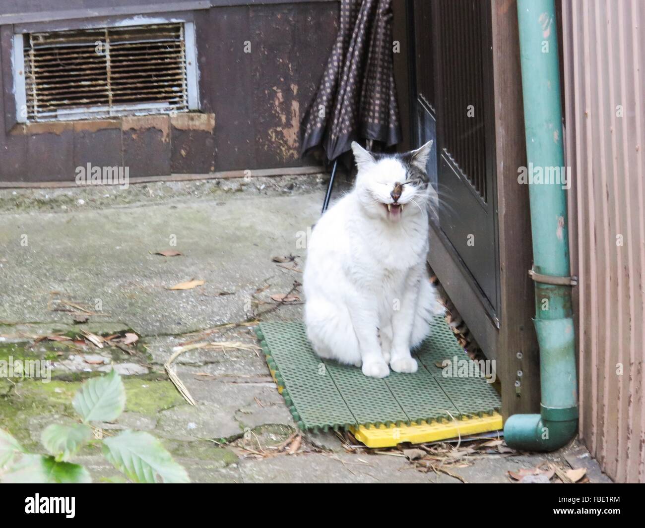 Stray Cat Outside House Stock Photo - Alamy