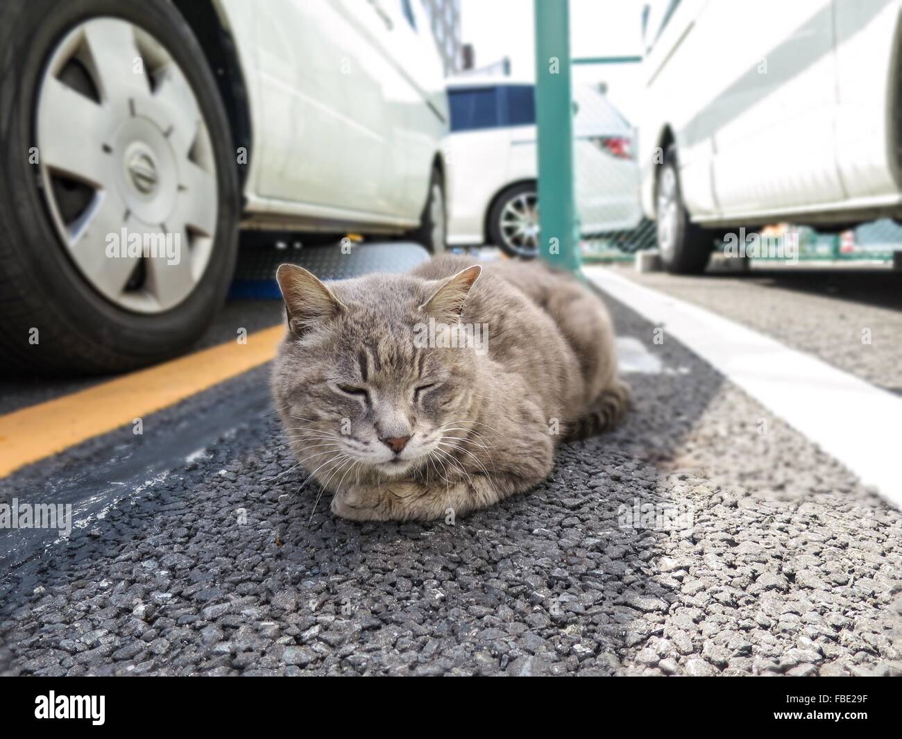 Cat Parking High Resolution Stock Photography and Images - Alamy