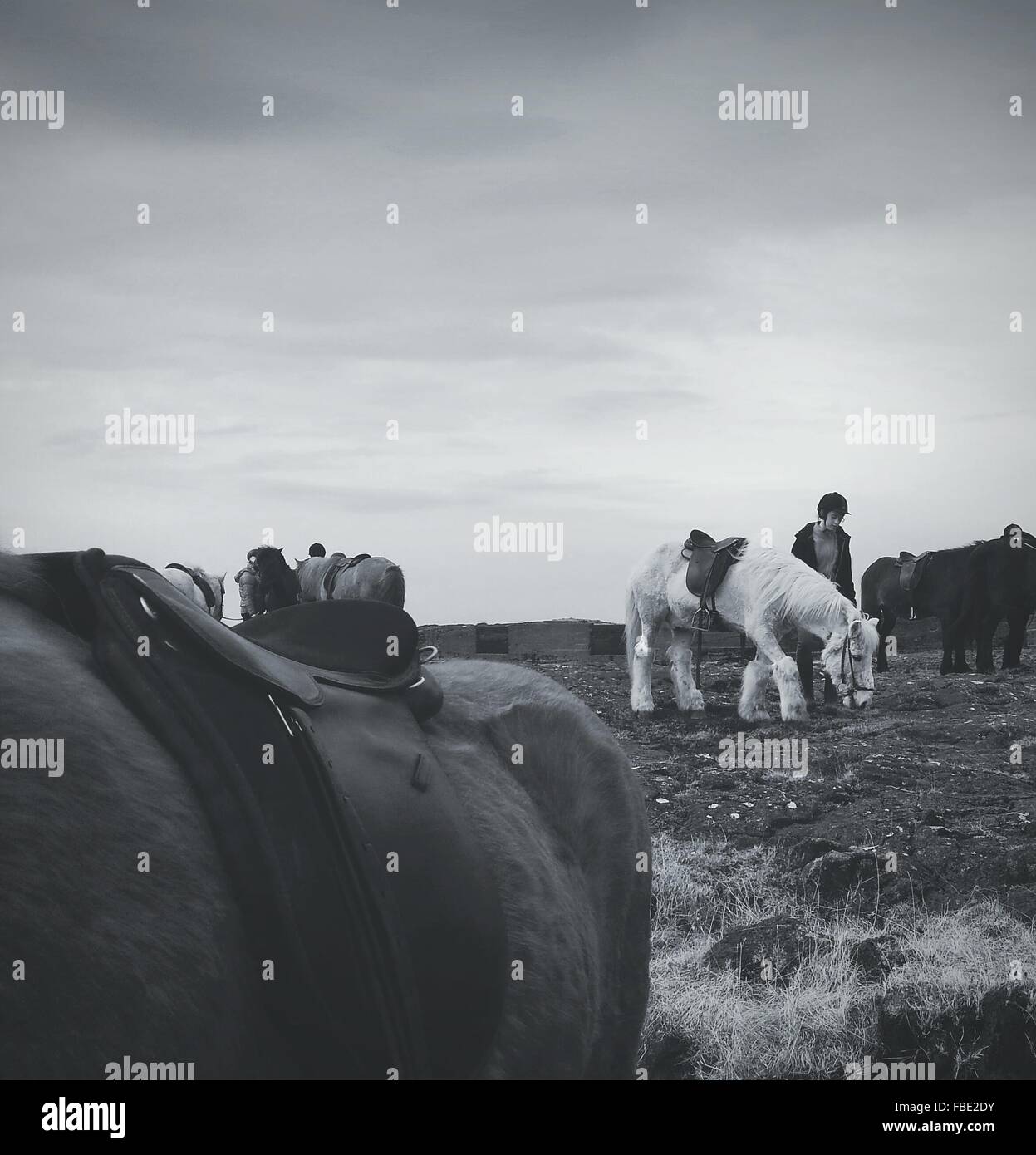 Real Horses High Resolution Stock Photography and Images - Alamy