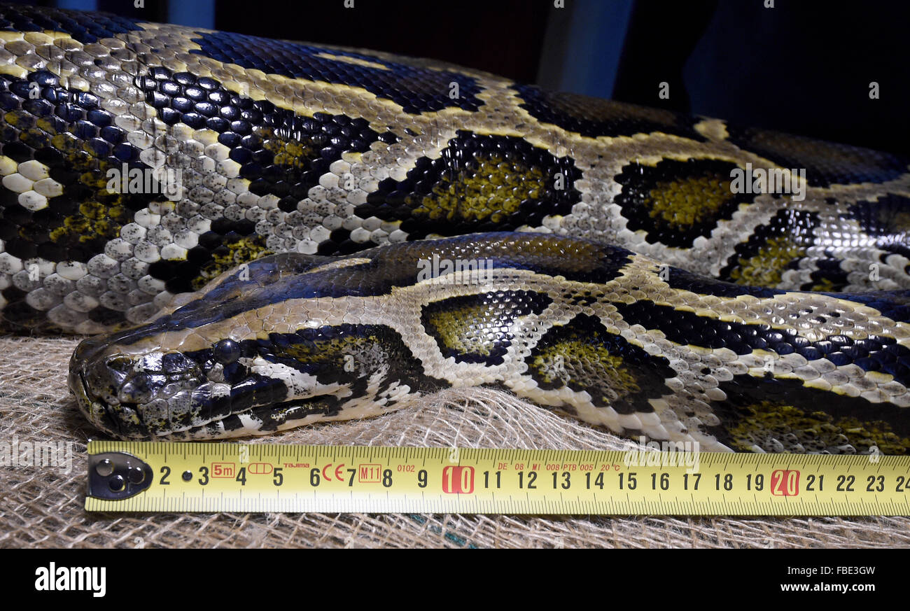 Indian python Little Moses jr. is measured and weighed at the adventure ...