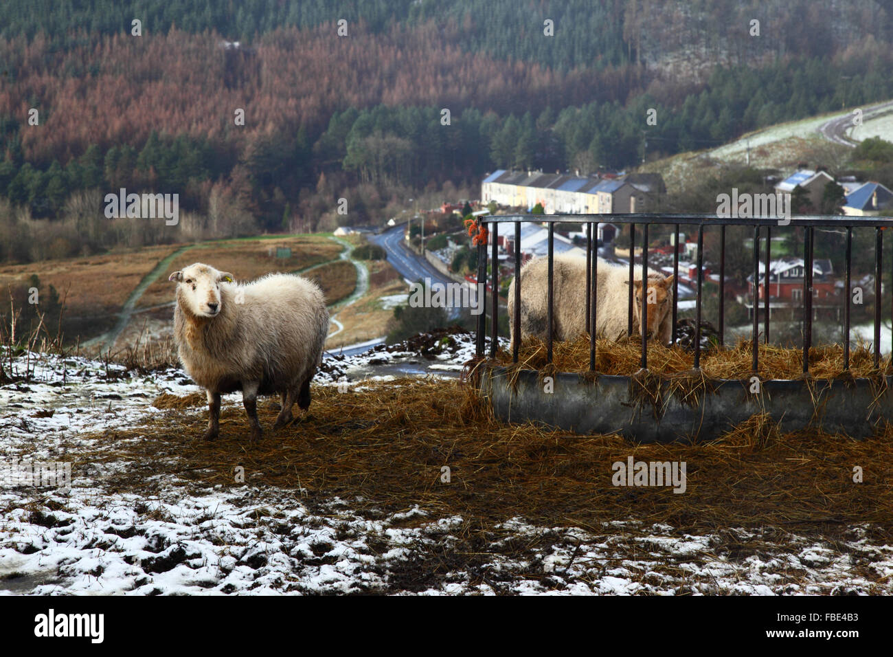 Farm animals in bad weather hi-res stock photography and images - Alamy