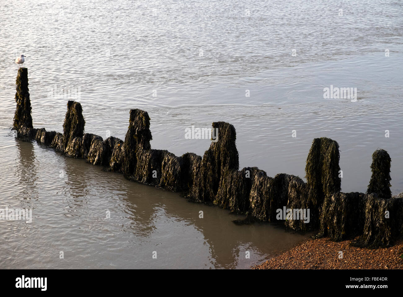 Groyne covered in seaweed hi-res stock photography and images - Alamy