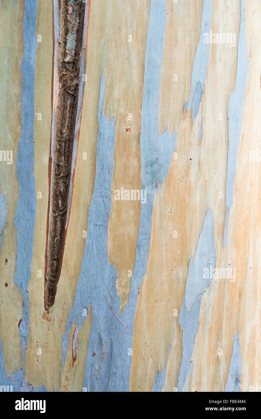 Eucalyptus glaucescens. Tingiringi gum tree bark Stock Photo - Alamy