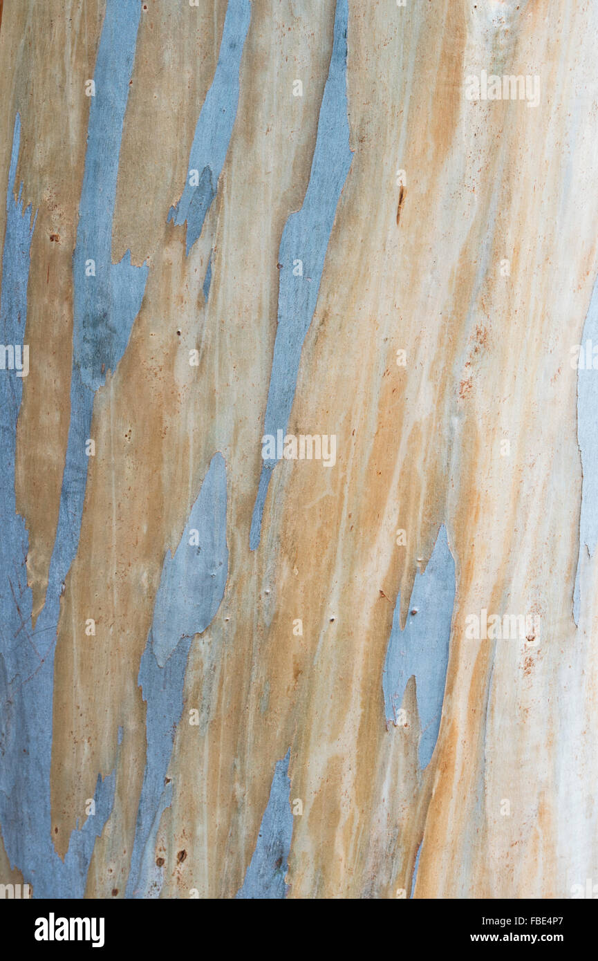 Eucalyptus glaucescens. Tingiringi gum tree bark Stock Photo - Alamy