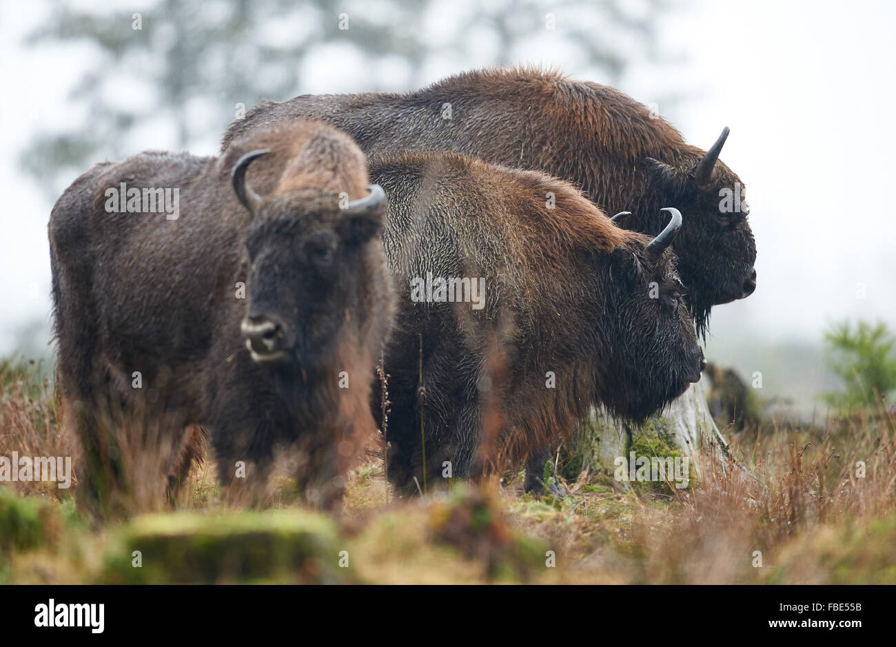 Three European bison (or wisents) in their enclosure at Wisent-Welt in ...