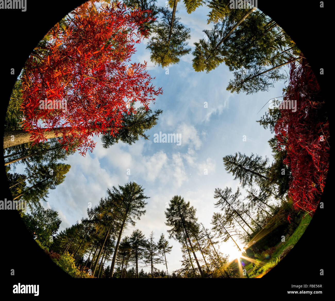 Tree canopy as the sun sets at Westonbirt Arboretum Stock Photo - Alamy