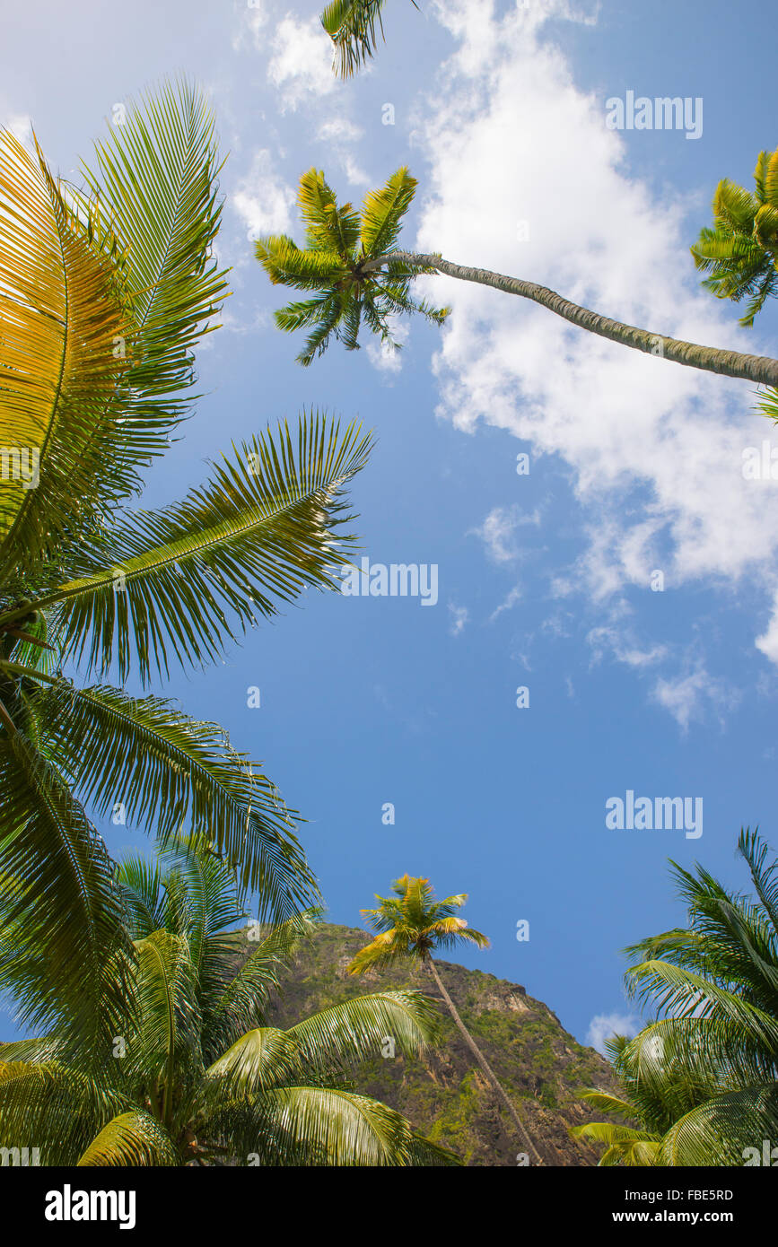 Petit Piton & palm trees seen from Sugar Beach resort, St Lucia Stock ...