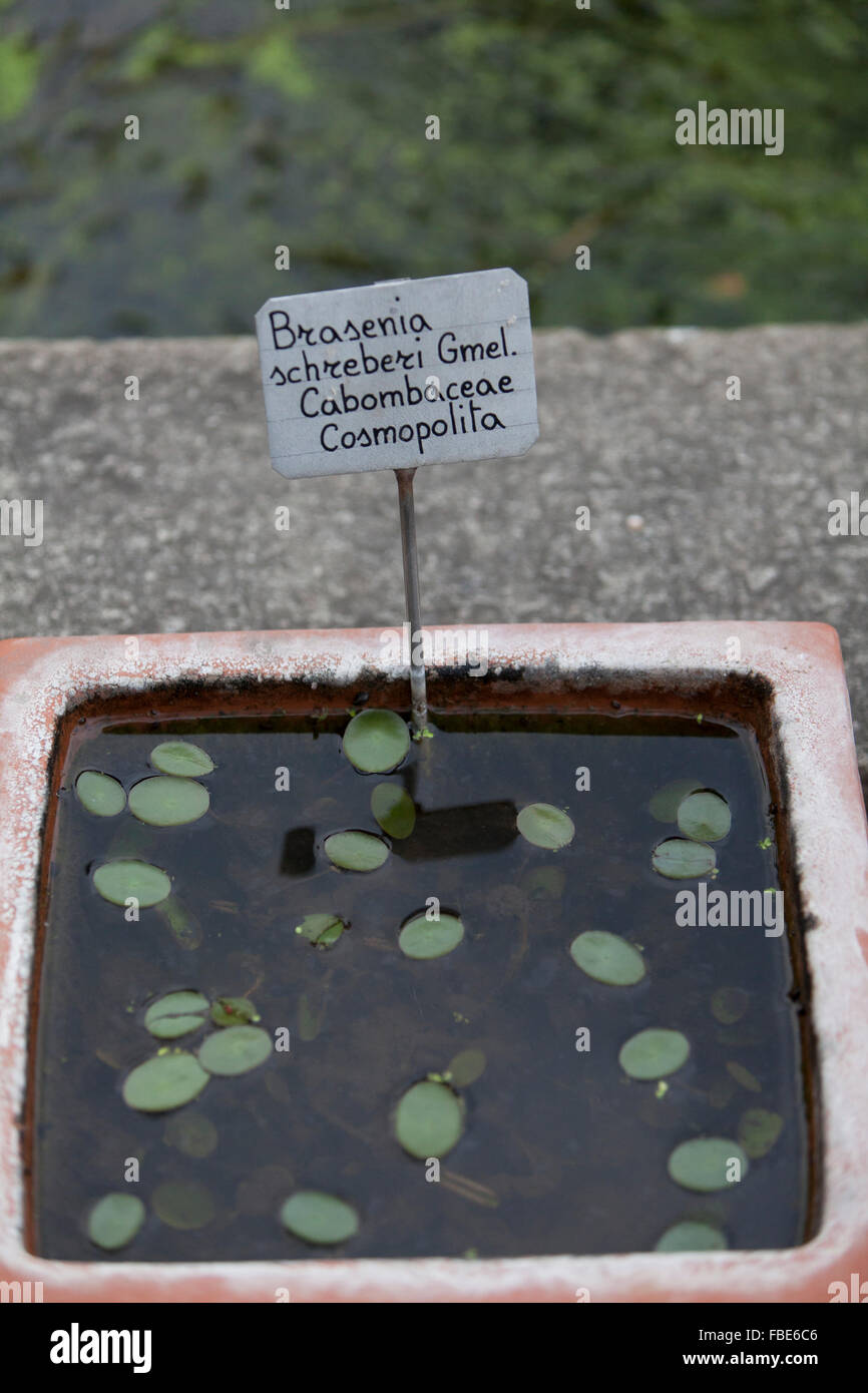 Brasenia Schreberi Botany High Resolution Stock Photography and Images ...