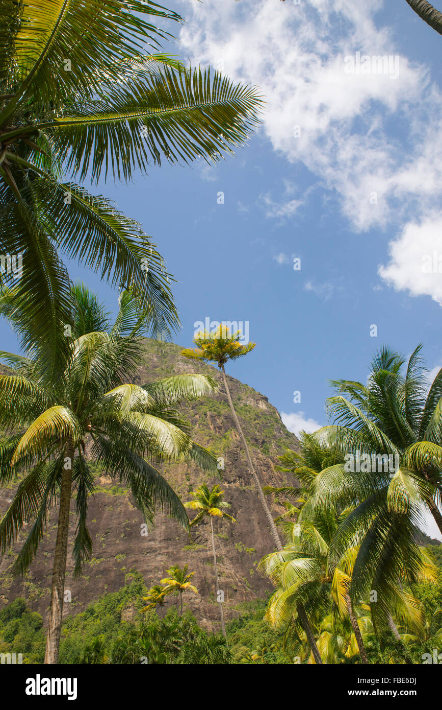 Petit Piton & palm trees seen from Sugar Beach resort, St Lucia Stock ...