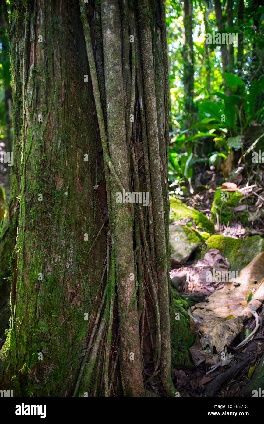 St lucia piton trail hi-res stock photography and images - Alamy