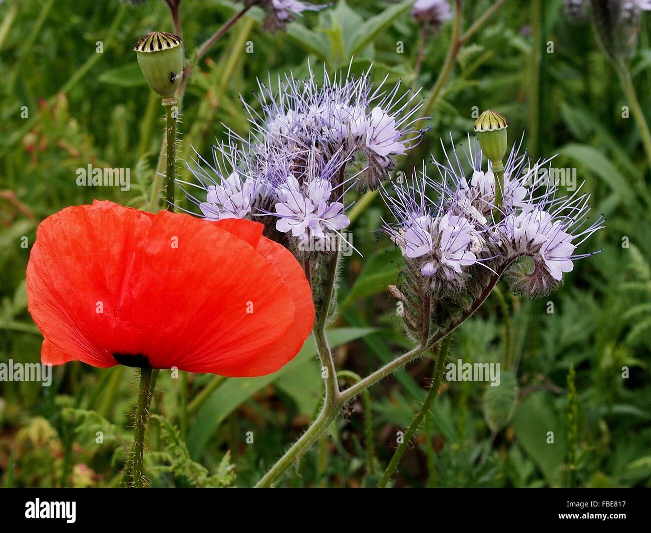 Red and purple blossom hi-res stock photography and images - Alamy