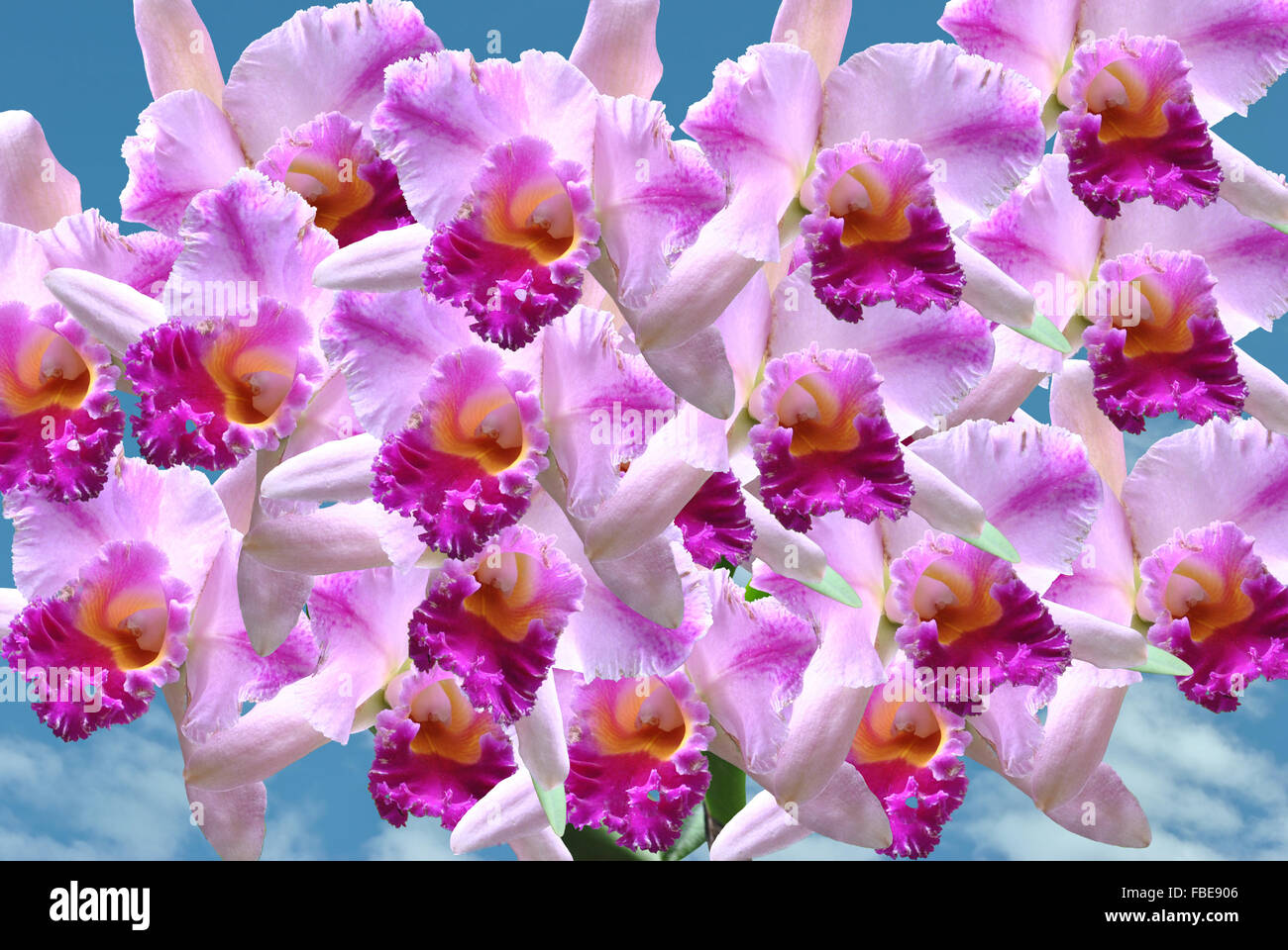 Cattleya flowers hi-res stock photography and images - Alamy