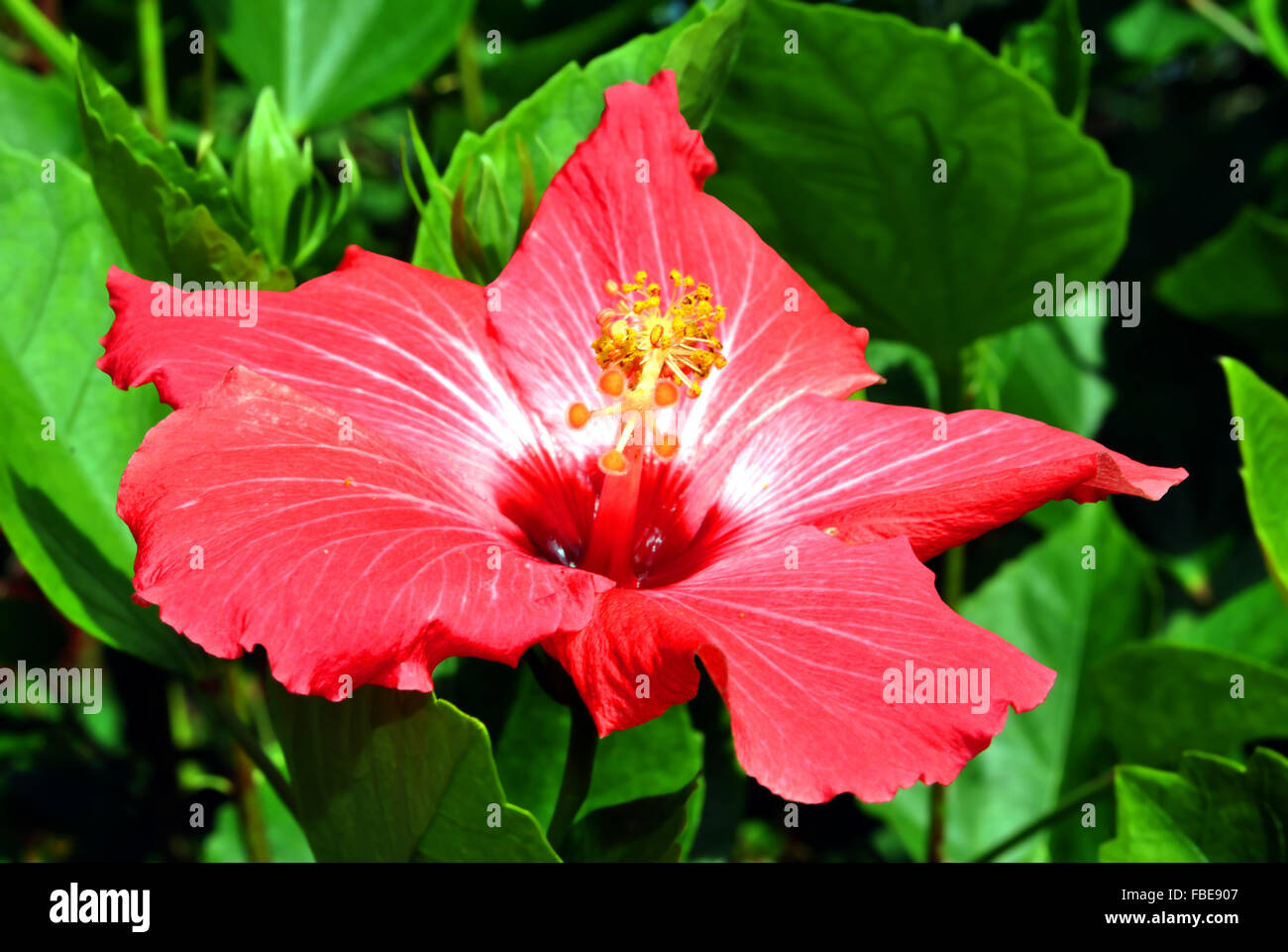 Rose petals latin name hi-res stock photography and images - Alamy