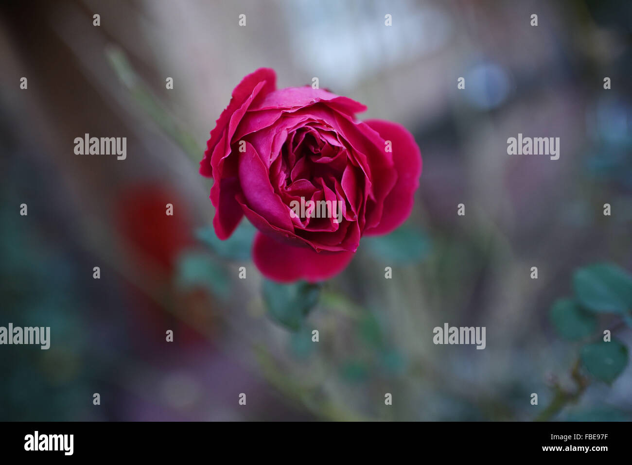 A red rose blossoms in bright red colours Cologne, Germany, 8 January ...