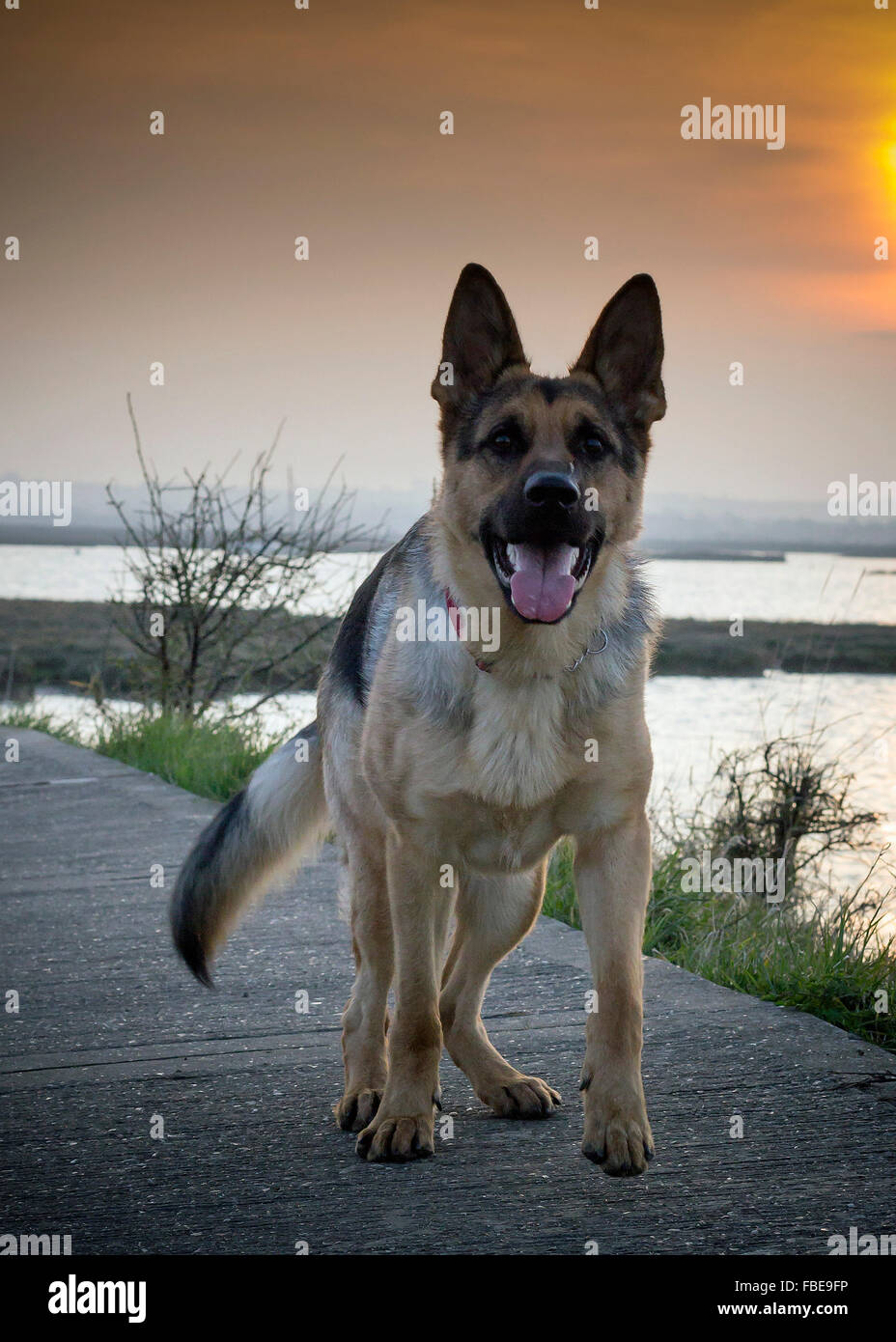 German Shepherd Alsatian Dog sunset Stock Photo - Alamy