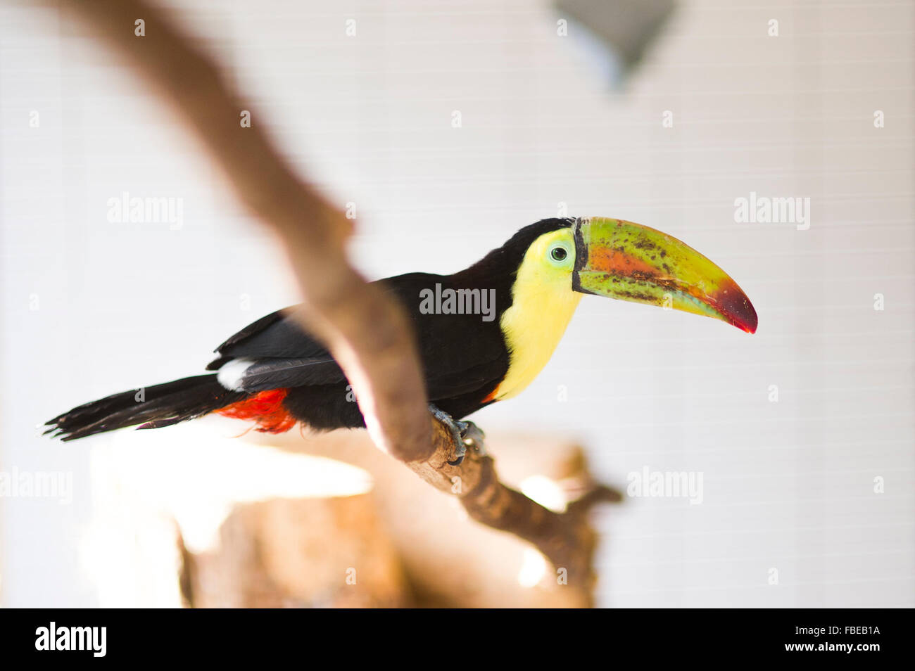 Tukan bird hi-res stock photography and images - Alamy