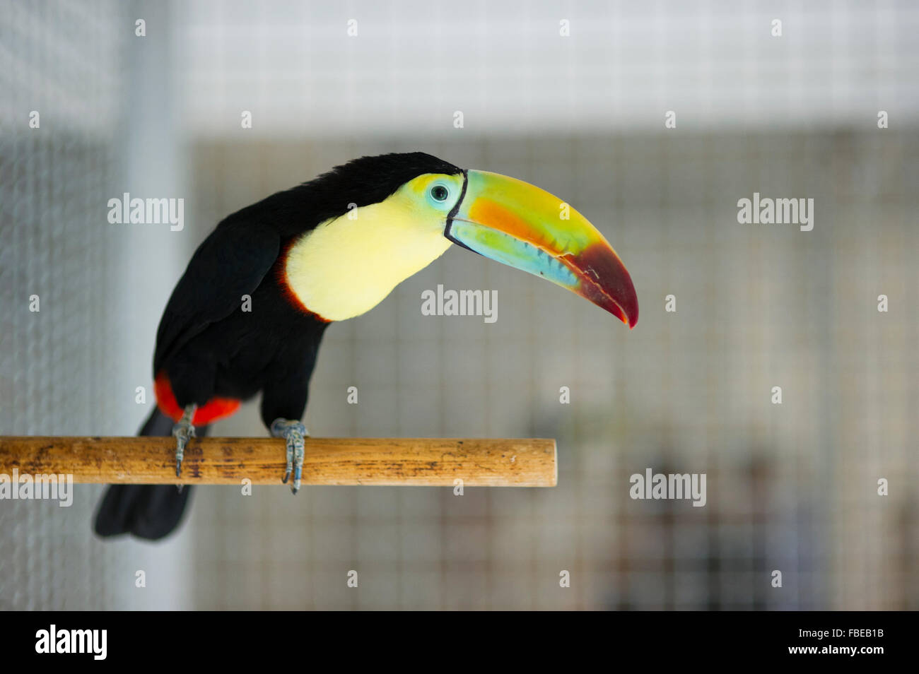 Tukan bird hi-res stock photography and images - Alamy