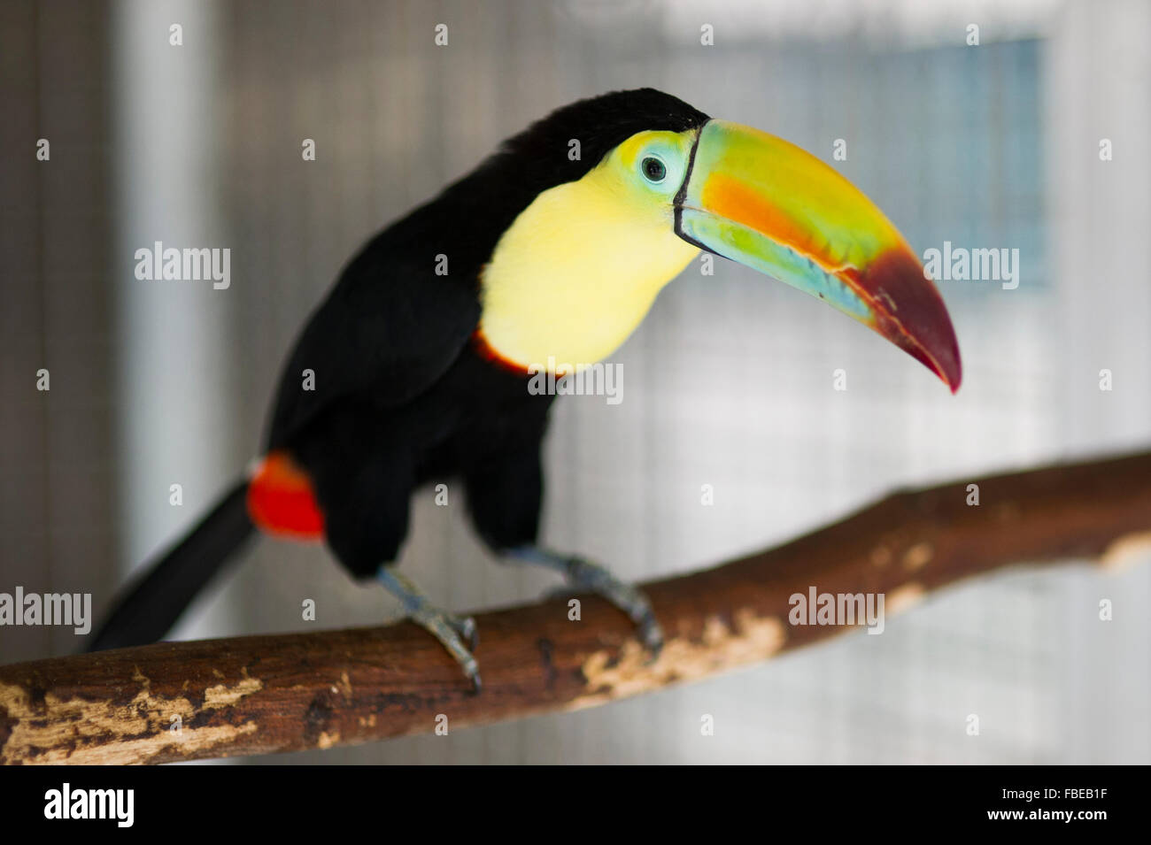 Tukan bird hi-res stock photography and images - Alamy