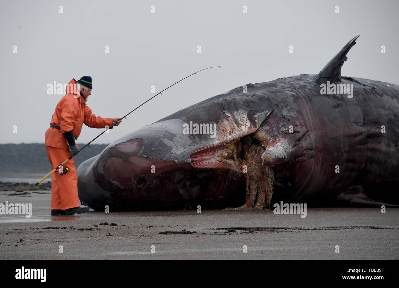 Nordstrand, Germany. 14th Jan, 2016. A helper poses with his fishing ...