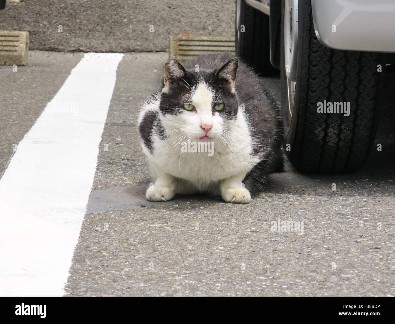 Cat line up hi-res stock photography and images - Alamy