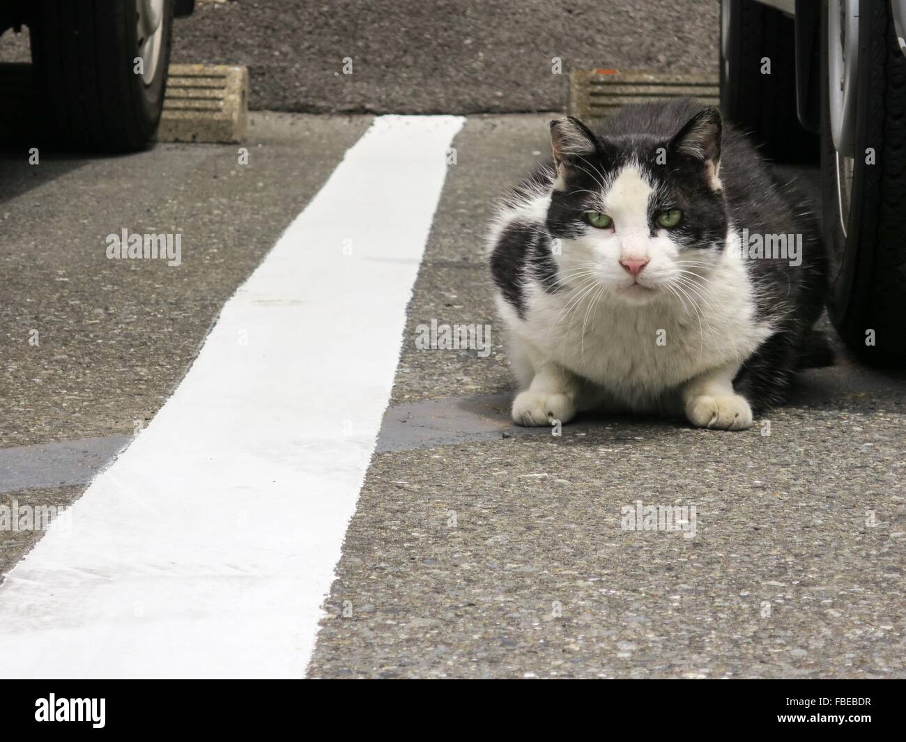 Cat line up hi-res stock photography and images - Alamy