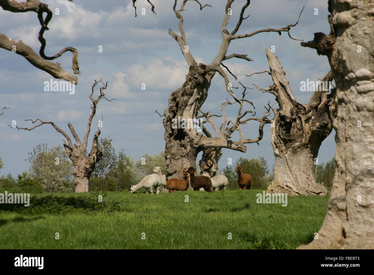 Old dead trees, a dead forest Stock Photo - Alamy