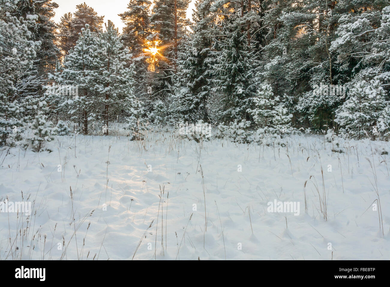 Winter Sun Shining Through Trees Stock Photo - Alamy