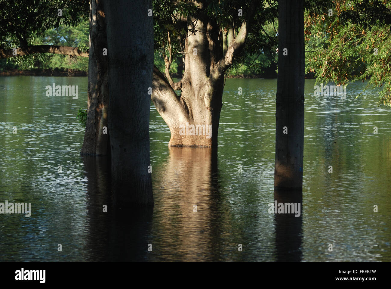 tree submerged in flood,india Stock Photo - Alamy