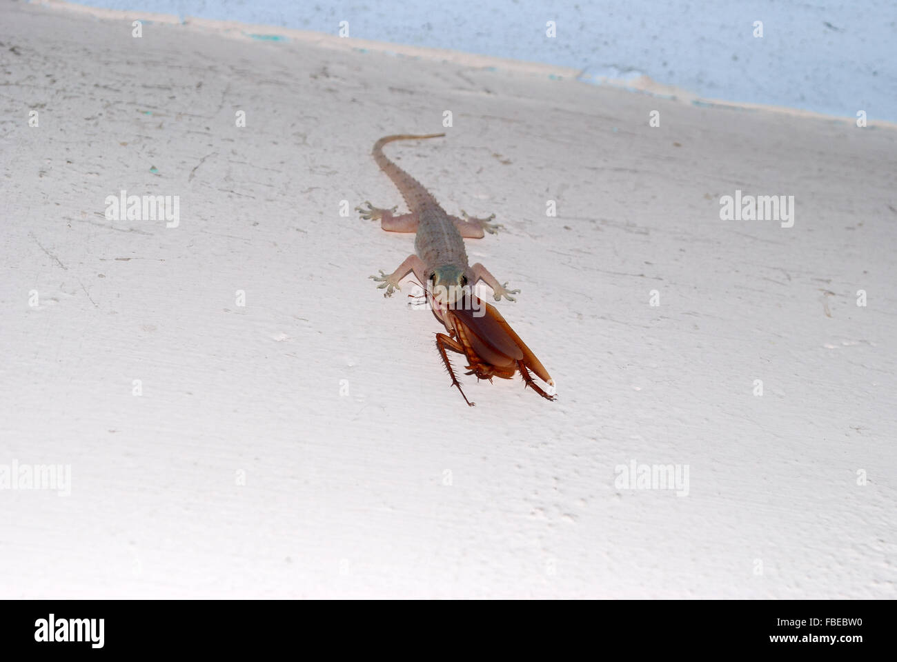 Gecko catching insect hi-res stock photography and images - Alamy