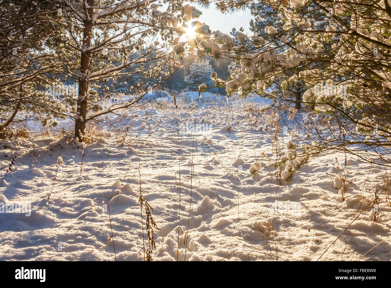 Sunlight through trees and snow hi-res stock photography and images - Alamy