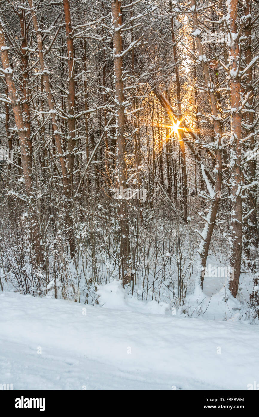 Sun Shining Through Winter Trees Stock Photo - Alamy
