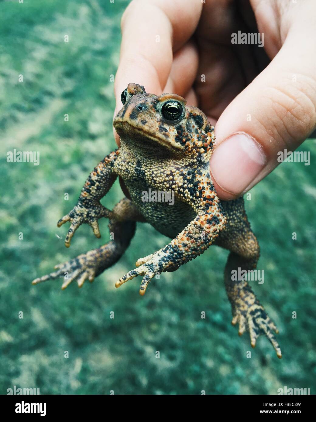 Hand holding frog amphibian hi-res stock photography and images - Alamy